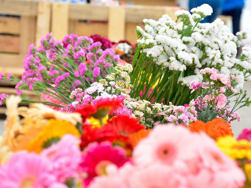 Home - MuraraPlants MuraraPlants