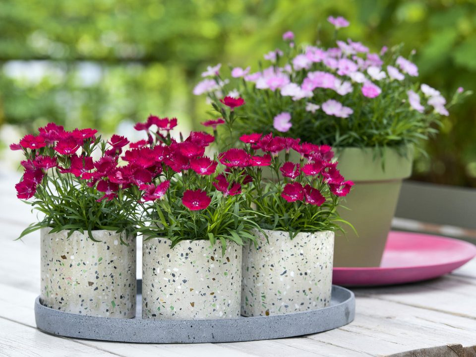 Home - MuraraPlants MuraraPlants