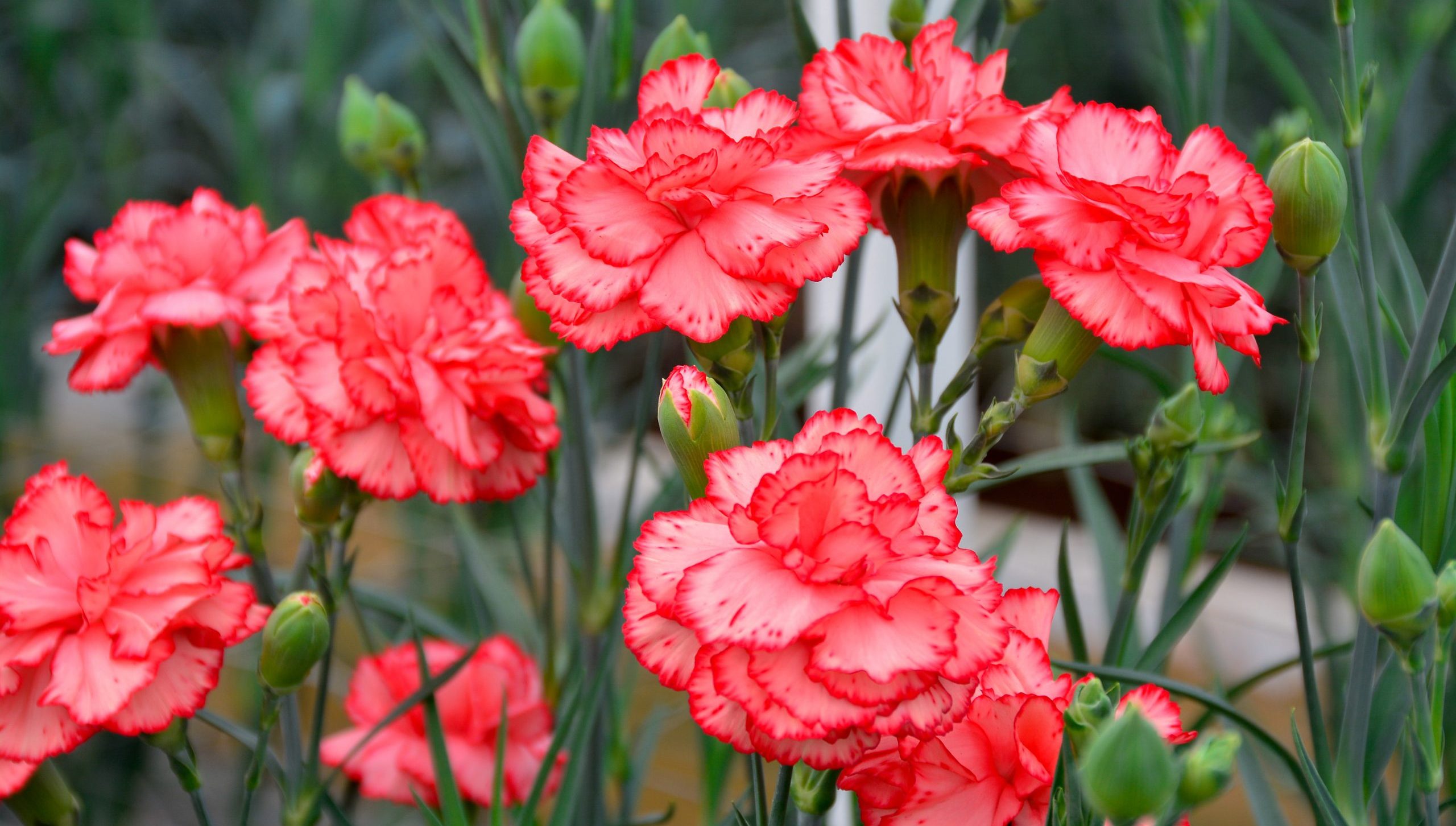 Introduction video - MuraraPlants MuraraPlants