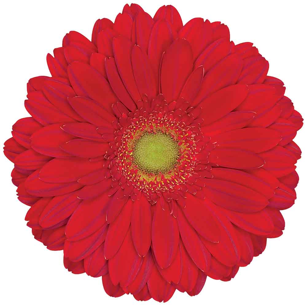 Brunello - MuraraPlants MuraraPlants