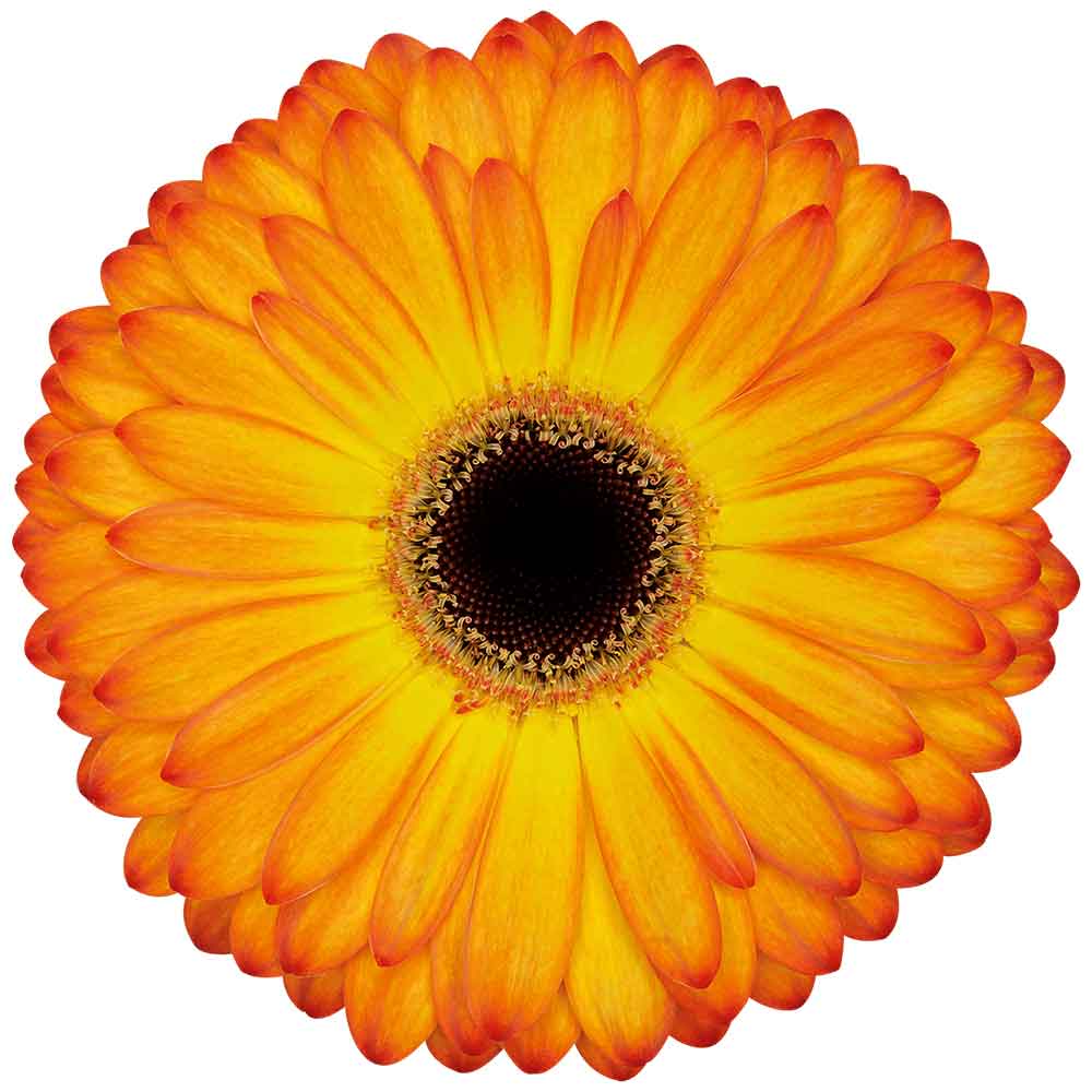 Catwalk - MuraraPlants MuraraPlants