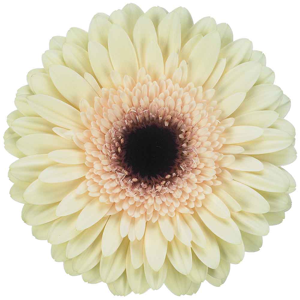 Eclair - MuraraPlants MuraraPlants