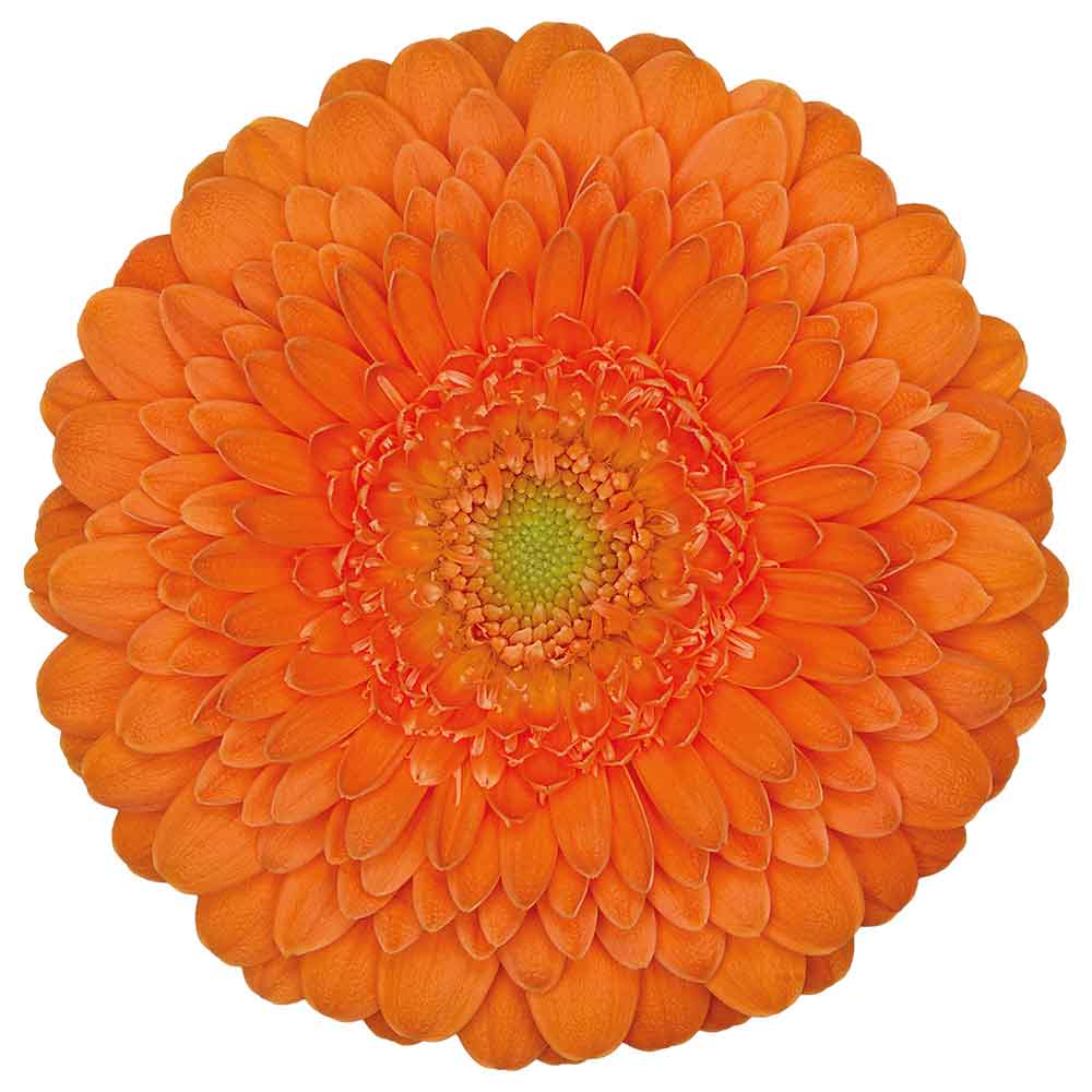 Fanta - MuraraPlants MuraraPlants