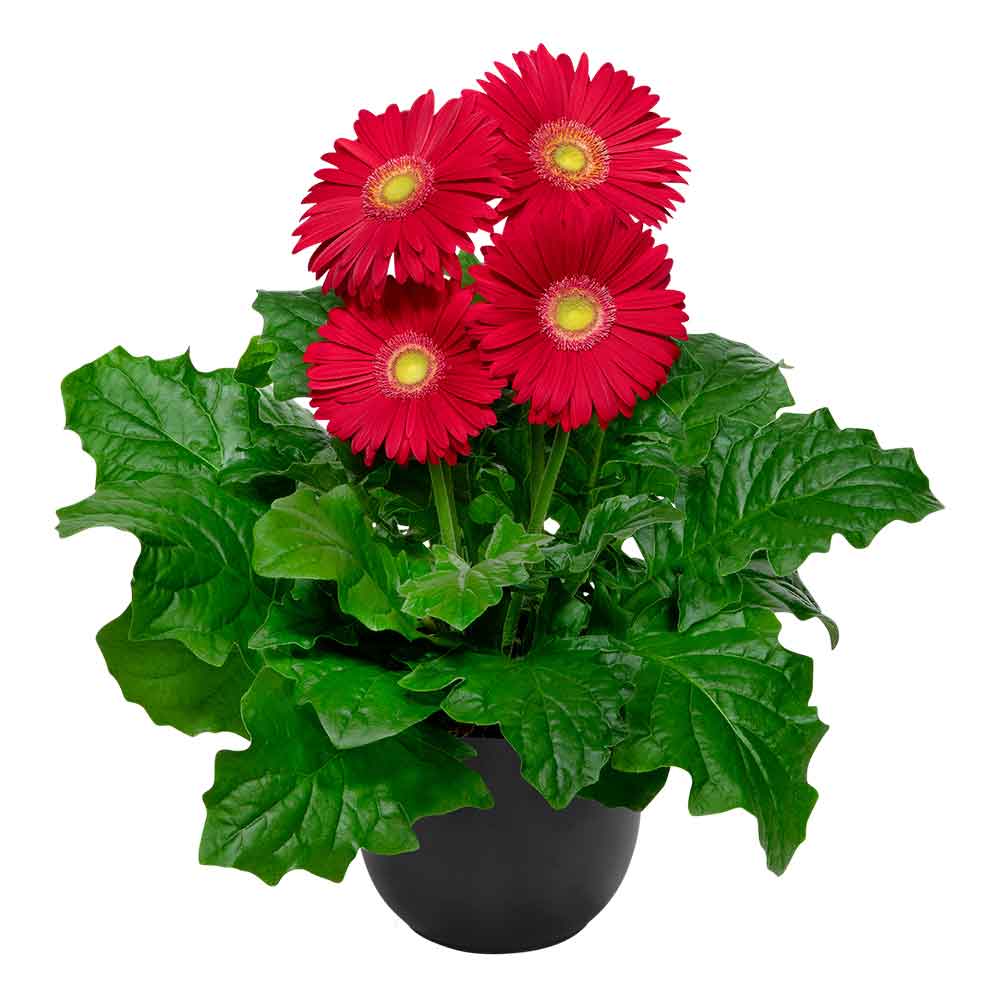 Giant Red - MuraraPlants MuraraPlants