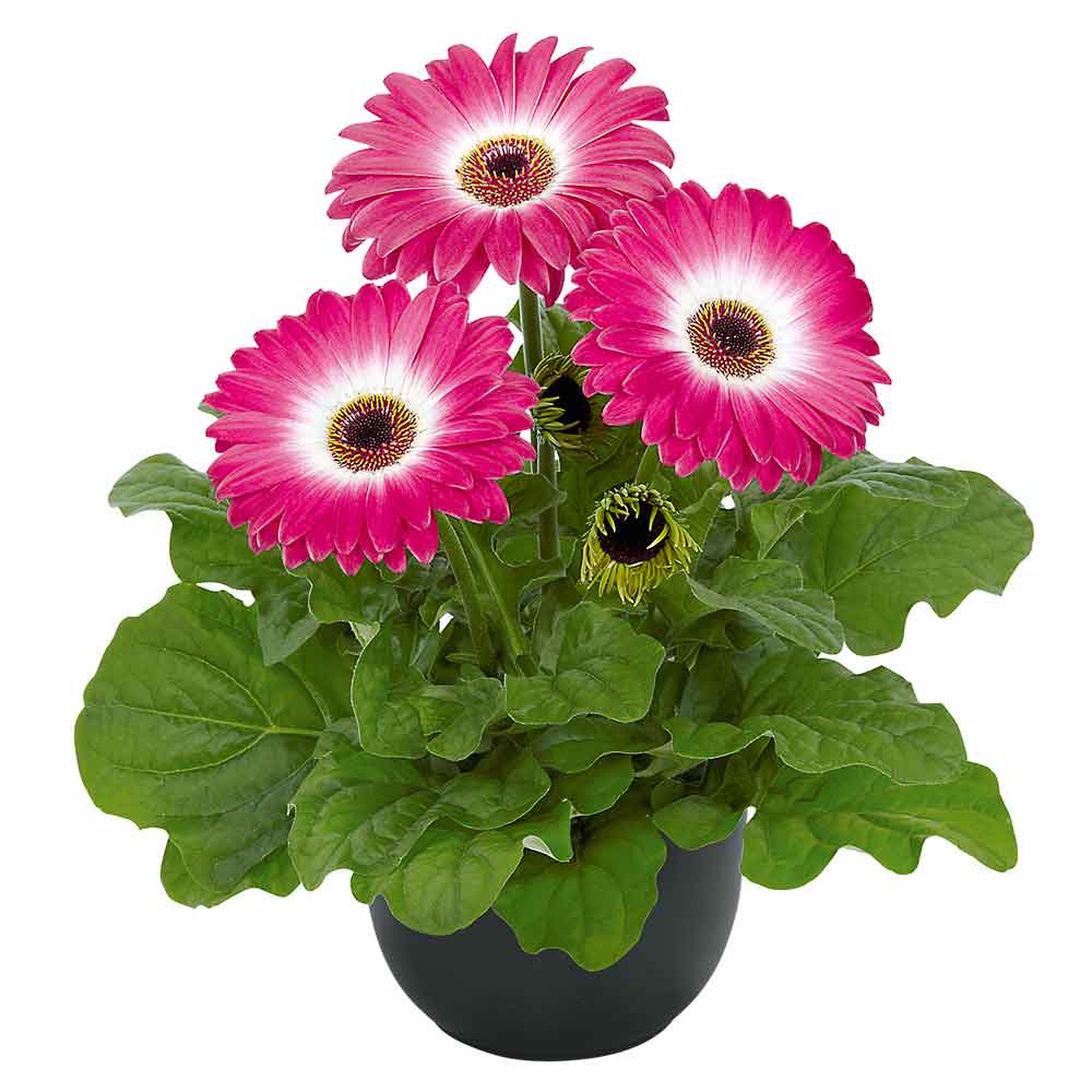 Maxi Eyecatcher Purple BC - MuraraPlants MuraraPlants