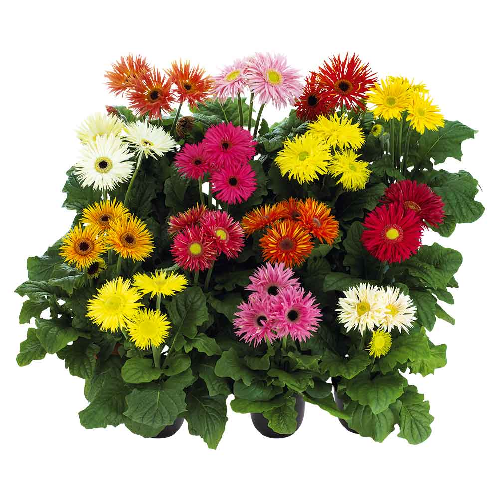 Maxi Spider Mix - MuraraPlants MuraraPlants