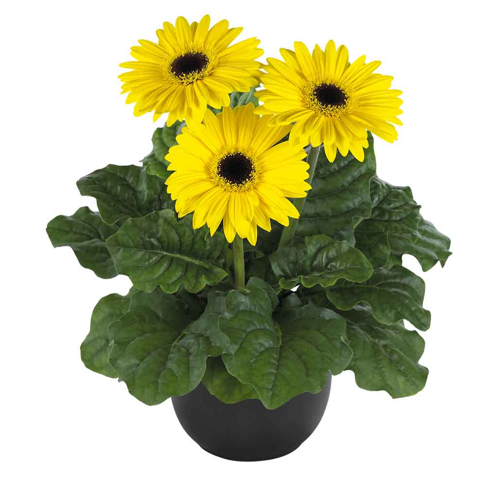 Maxi Yellow BC - MuraraPlants MuraraPlants