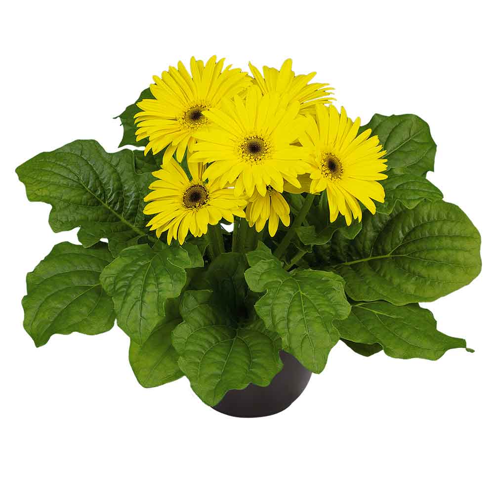 Midi Yellow BC - MuraraPlants MuraraPlants