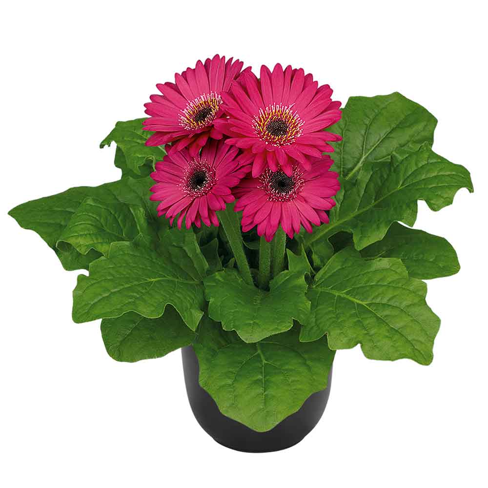 Mini Dark Purple BC - MuraraPlants MuraraPlants