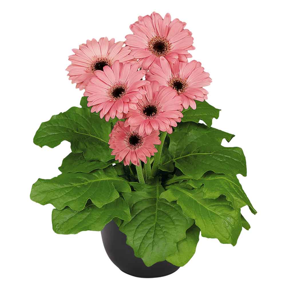 Mini Pink BC - MuraraPlants MuraraPlants
