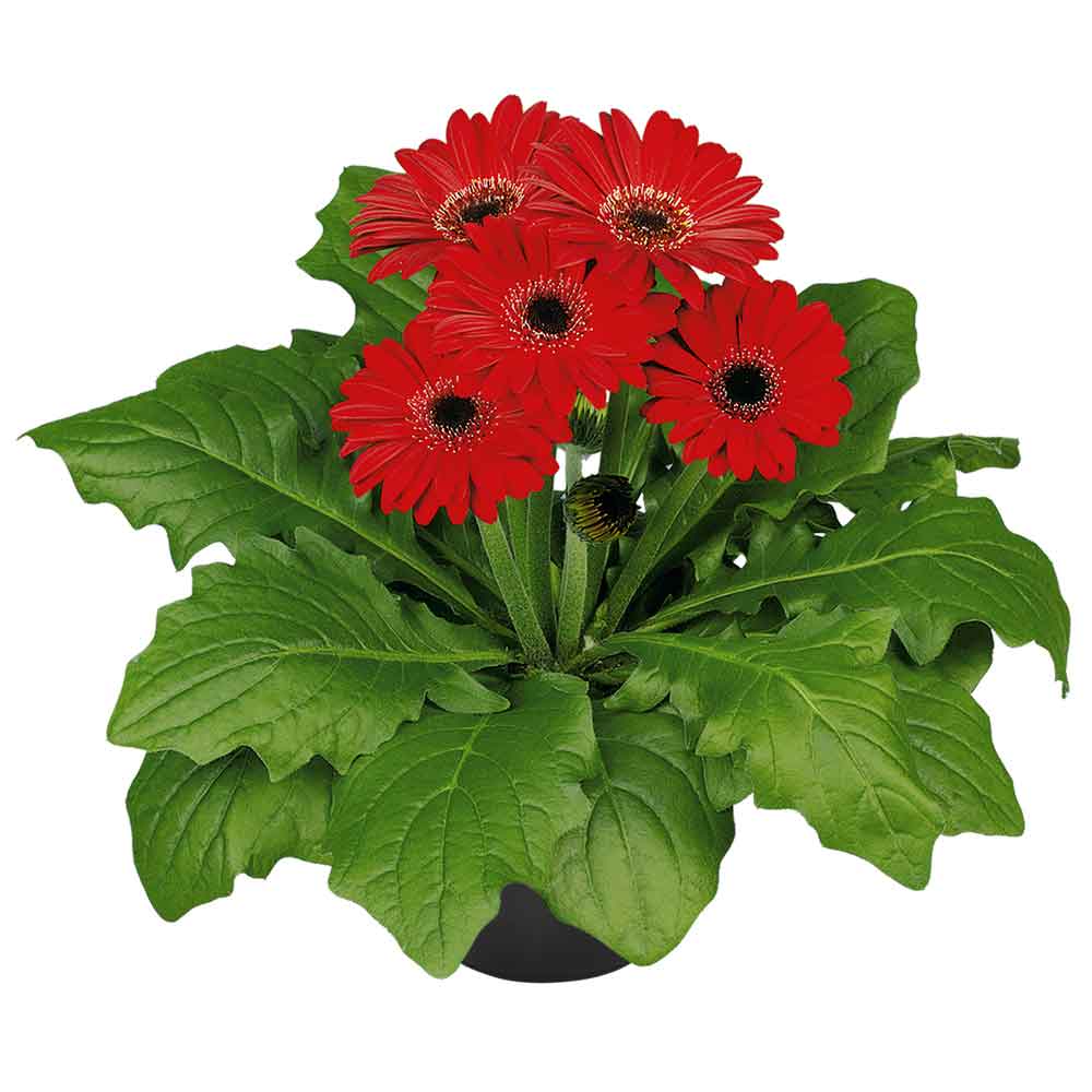 Mini Red BC - MuraraPlants MuraraPlants