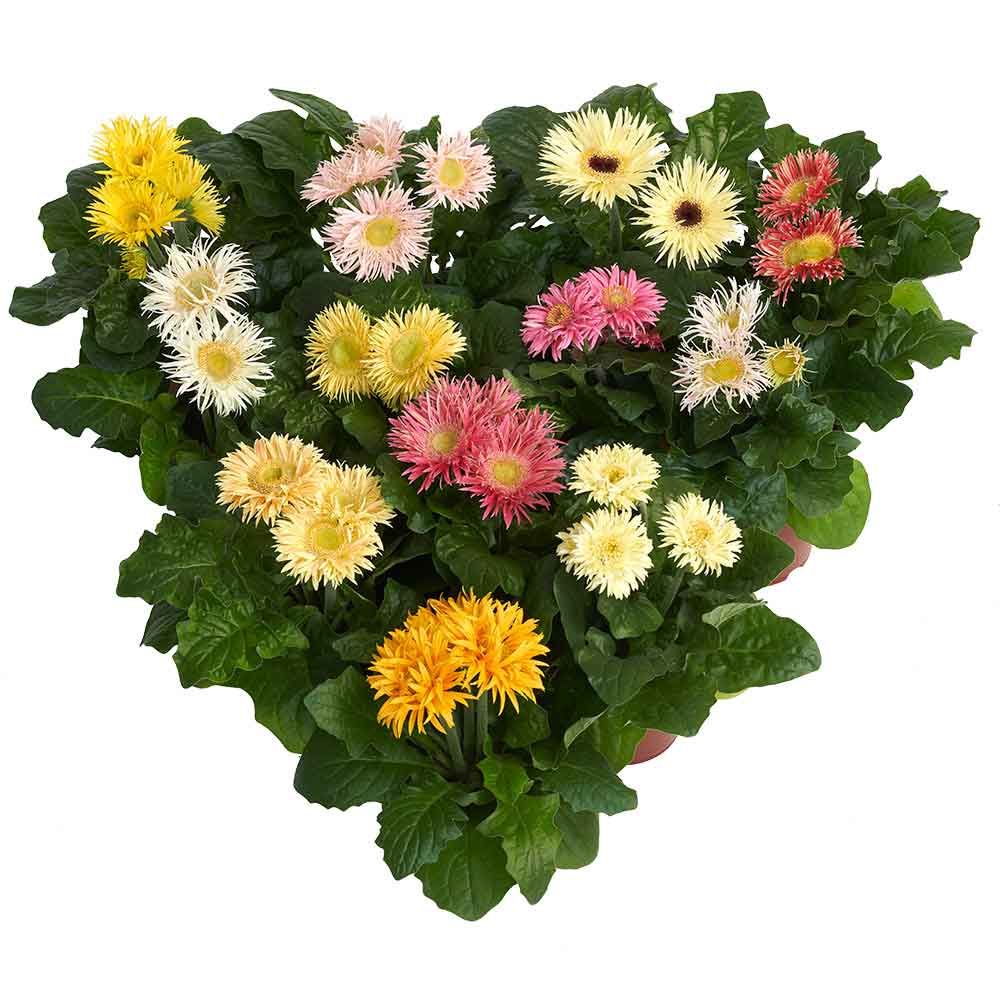 Mini Spider Mix - MuraraPlants MuraraPlants