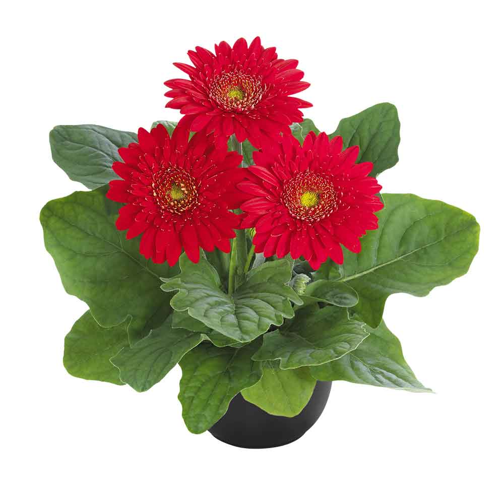 Mini Red - MuraraPlants MuraraPlants