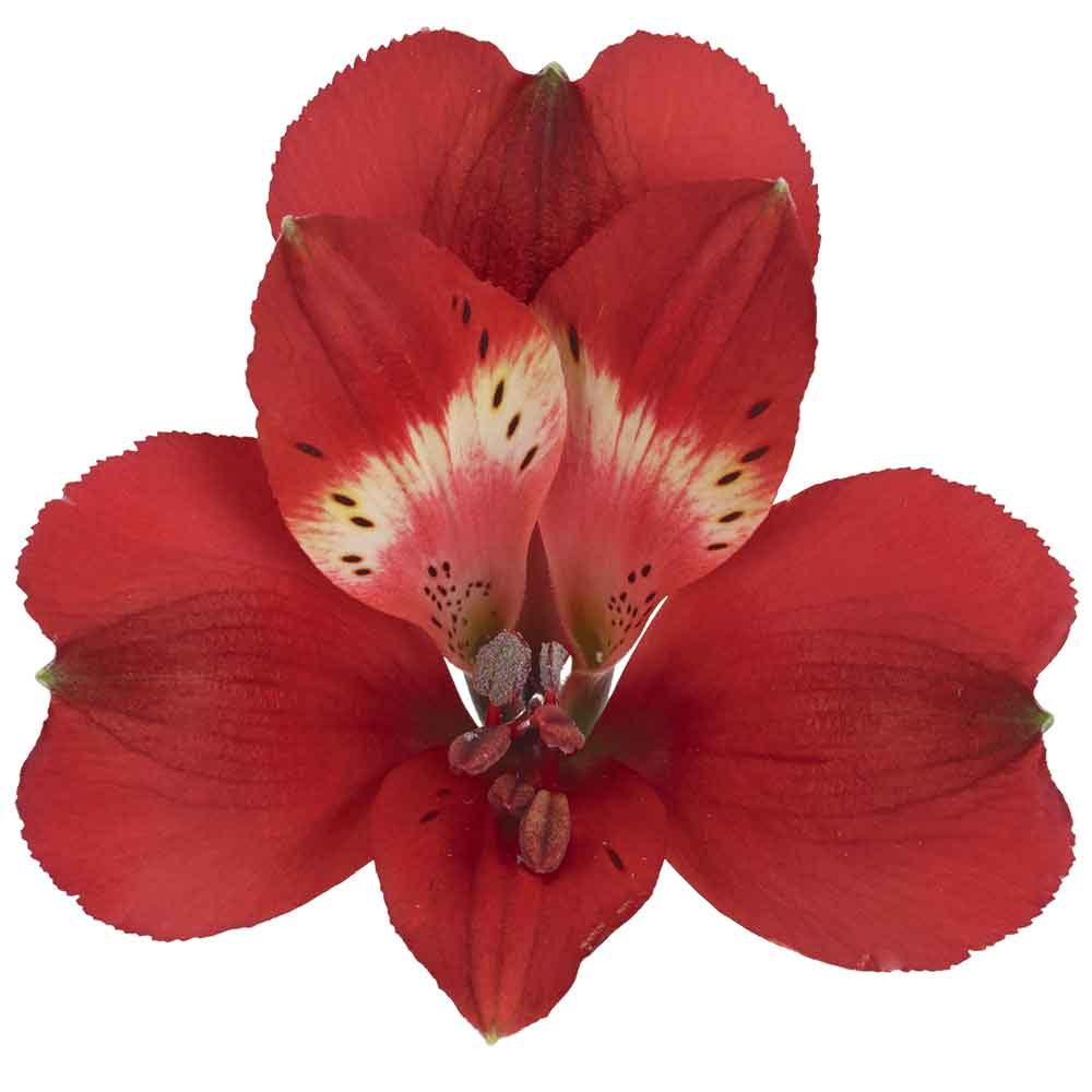 Rumba - MuraraPlants MuraraPlants