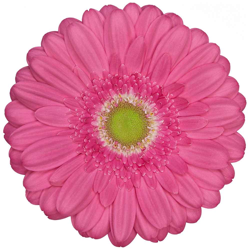 Samara - MuraraPlants MuraraPlants