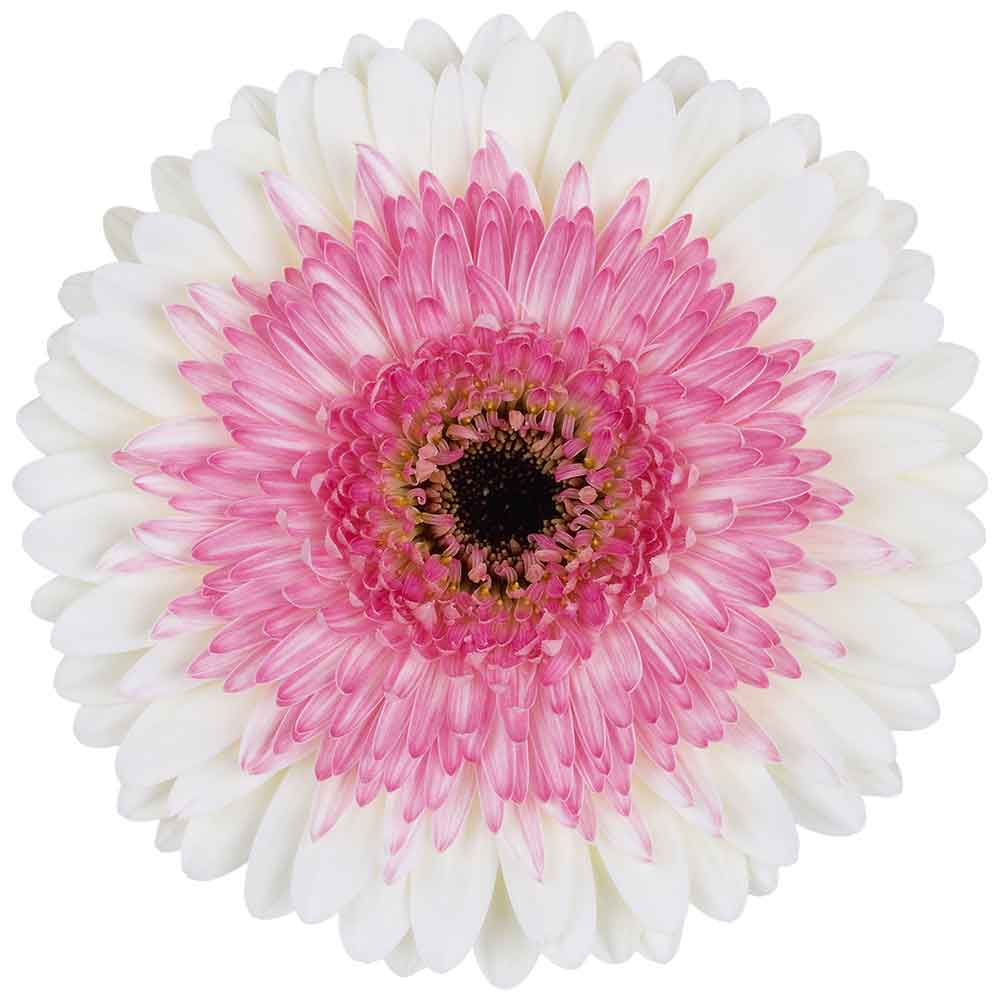 Shimmer - MuraraPlants MuraraPlants