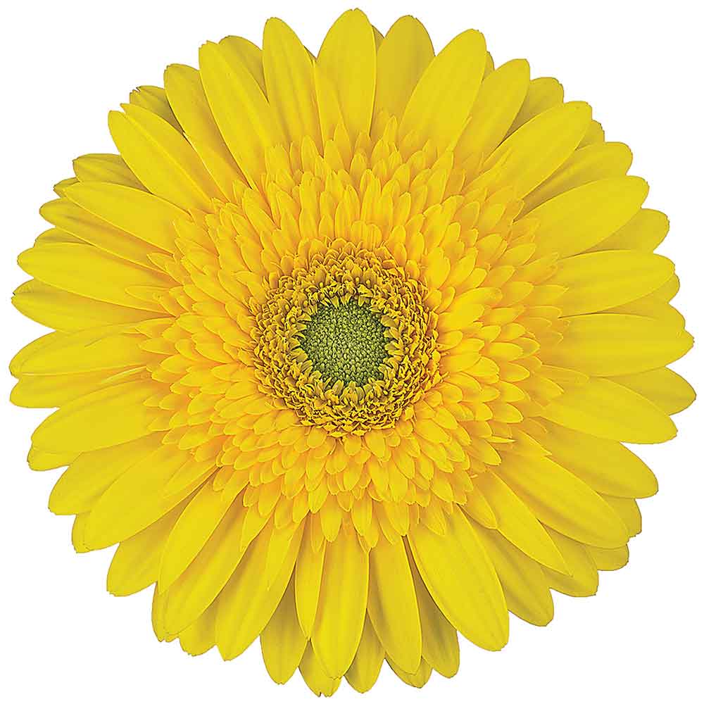 Sisco - MuraraPlants MuraraPlants