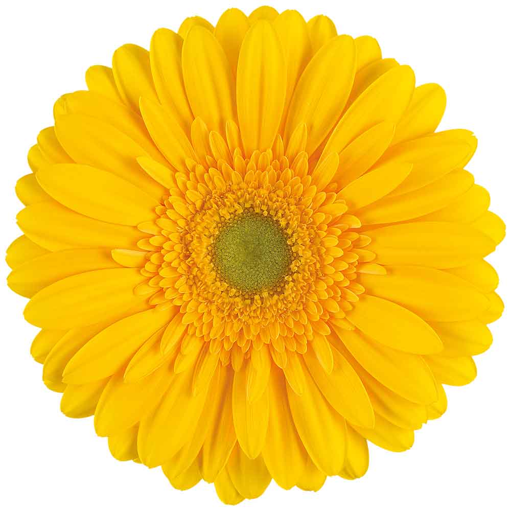 Submarine - MuraraPlants MuraraPlants