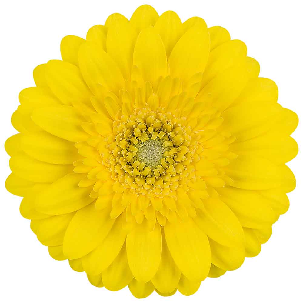 Sundee - MuraraPlants MuraraPlants