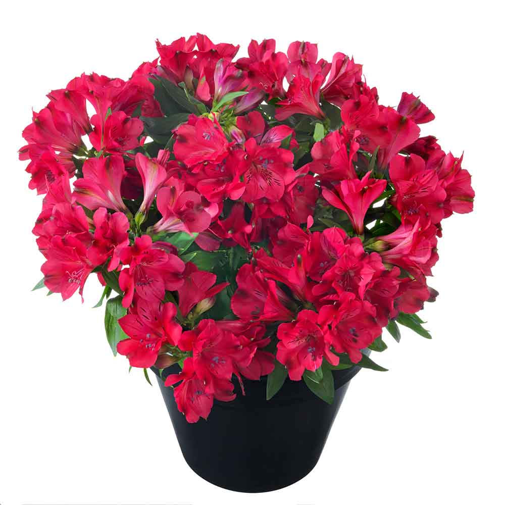 Valletta - MuraraPlants MuraraPlants