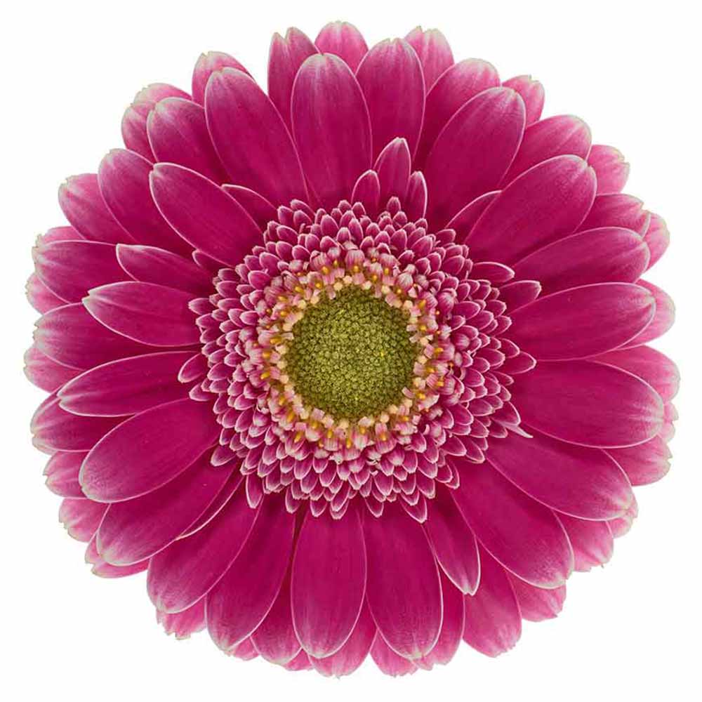 Wonderwall - MuraraPlants MuraraPlants