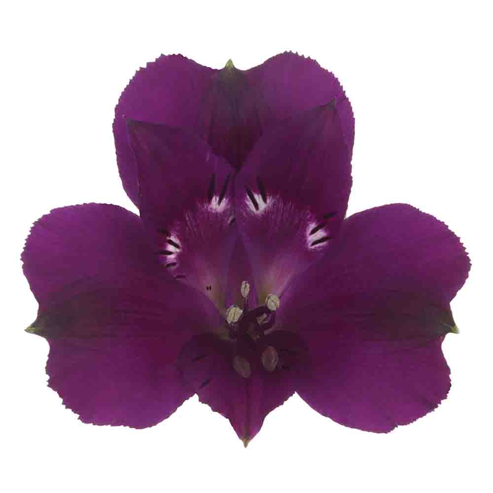 Morado - MuraraPlants MuraraPlants