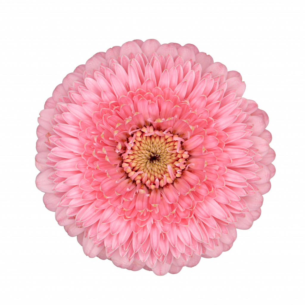 Piggy - MuraraPlants MuraraPlants