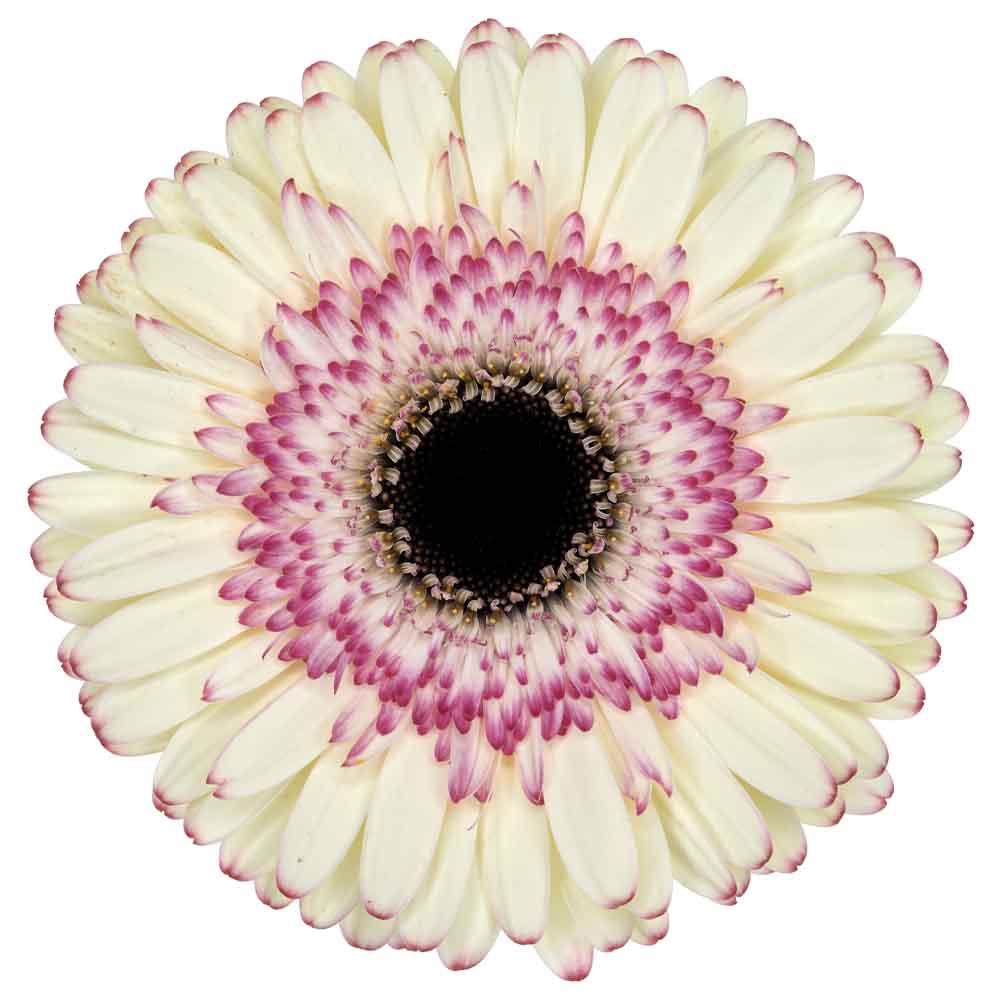 Marvel - MuraraPlants MuraraPlants