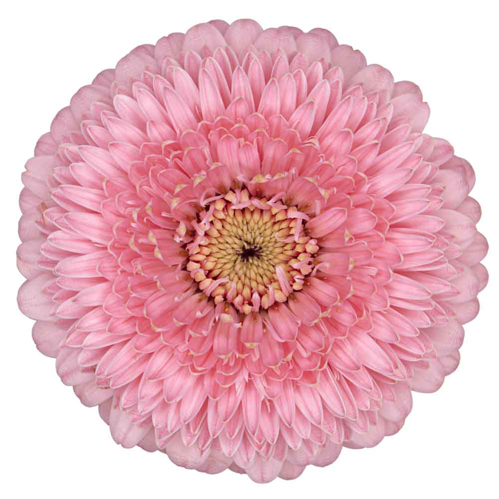 Piggy - MuraraPlants MuraraPlants