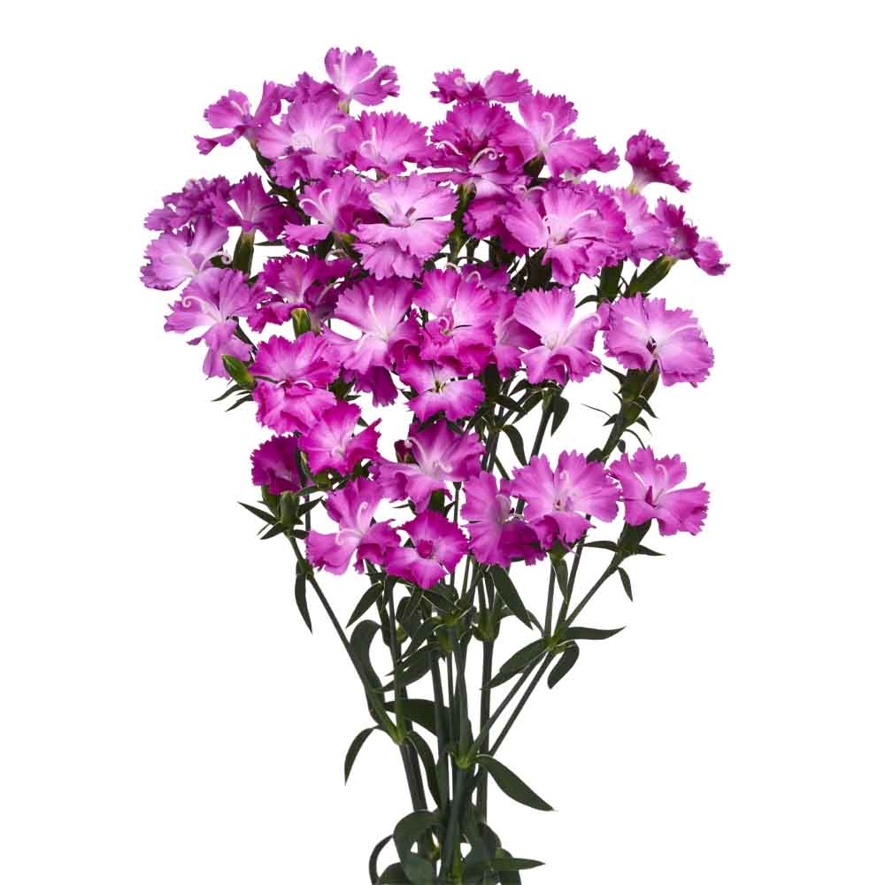 Raffine Bonaire - MuraraPlants MuraraPlants