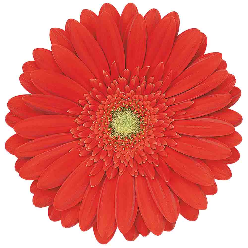 Red Explosion - MuraraPlants MuraraPlants