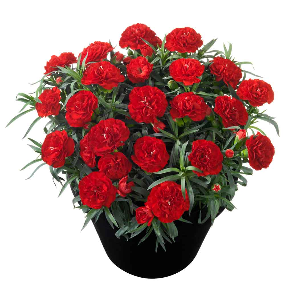 Red Beach - MuraraPlants MuraraPlants