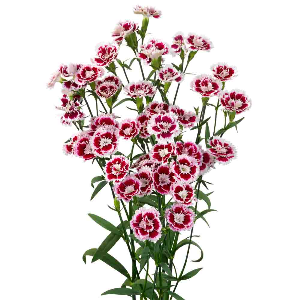 Raffine Saba - MuraraPlants MuraraPlants