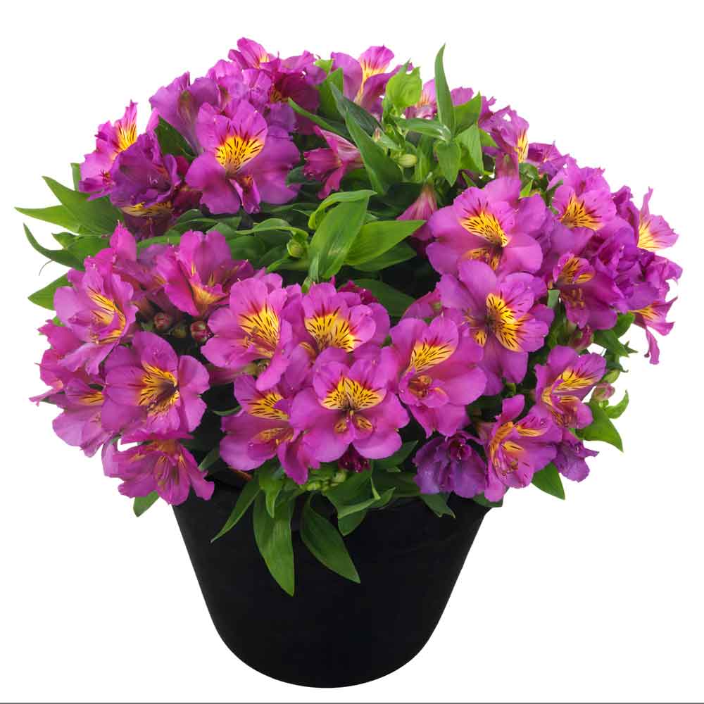 Sunstar - MuraraPlants MuraraPlants