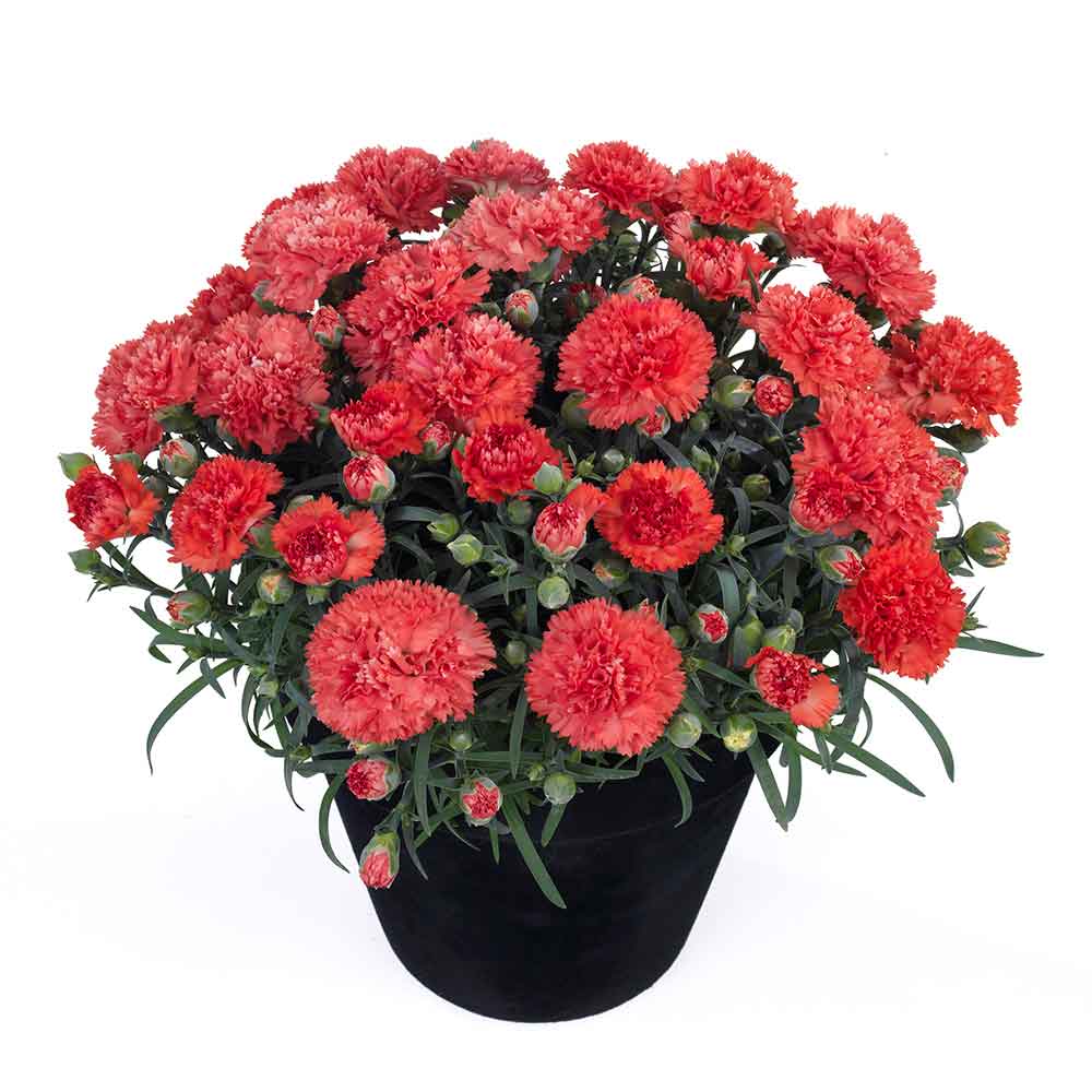 Orange Bling Bling (collection) - MuraraPlants MuraraPlants