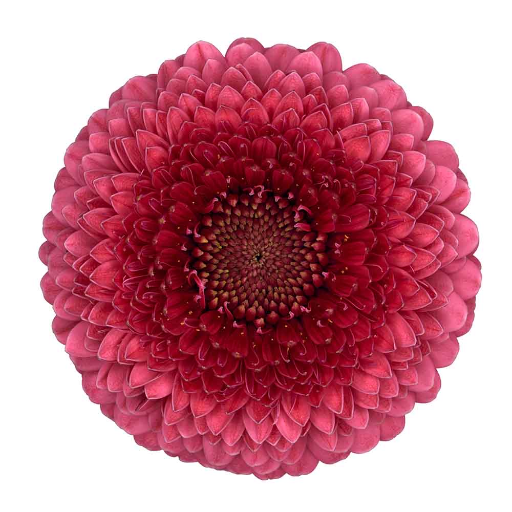 Gonzo - MuraraPlants MuraraPlants