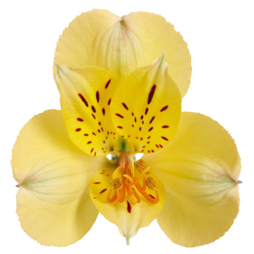 Morning Star - MuraraPlants MuraraPlants