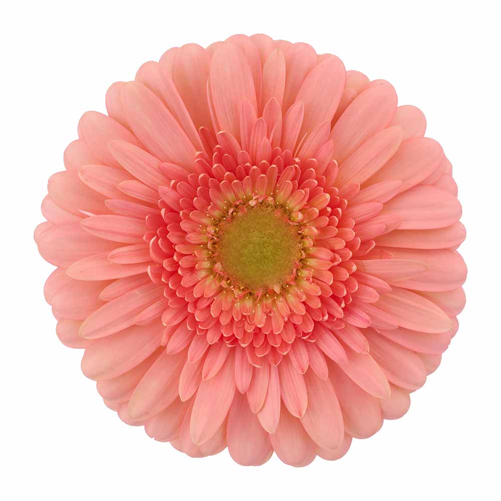 Azuna - MuraraPlants MuraraPlants