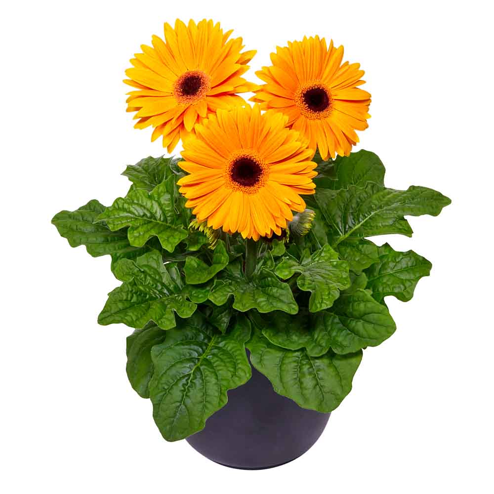 Maxi Golden Yellow BC - MuraraPlants MuraraPlants