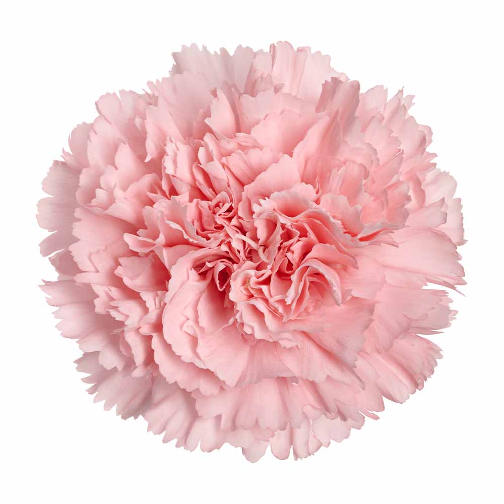 Monte Rosa - MuraraPlants MuraraPlants