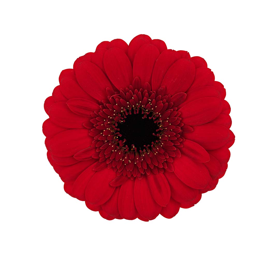 Red Ruby - MuraraPlants MuraraPlants