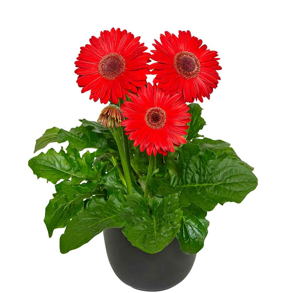 Red - MuraraPlants MuraraPlants