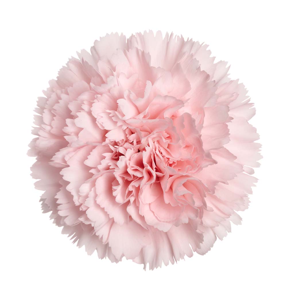 Pink Glory - MuraraPlants MuraraPlants