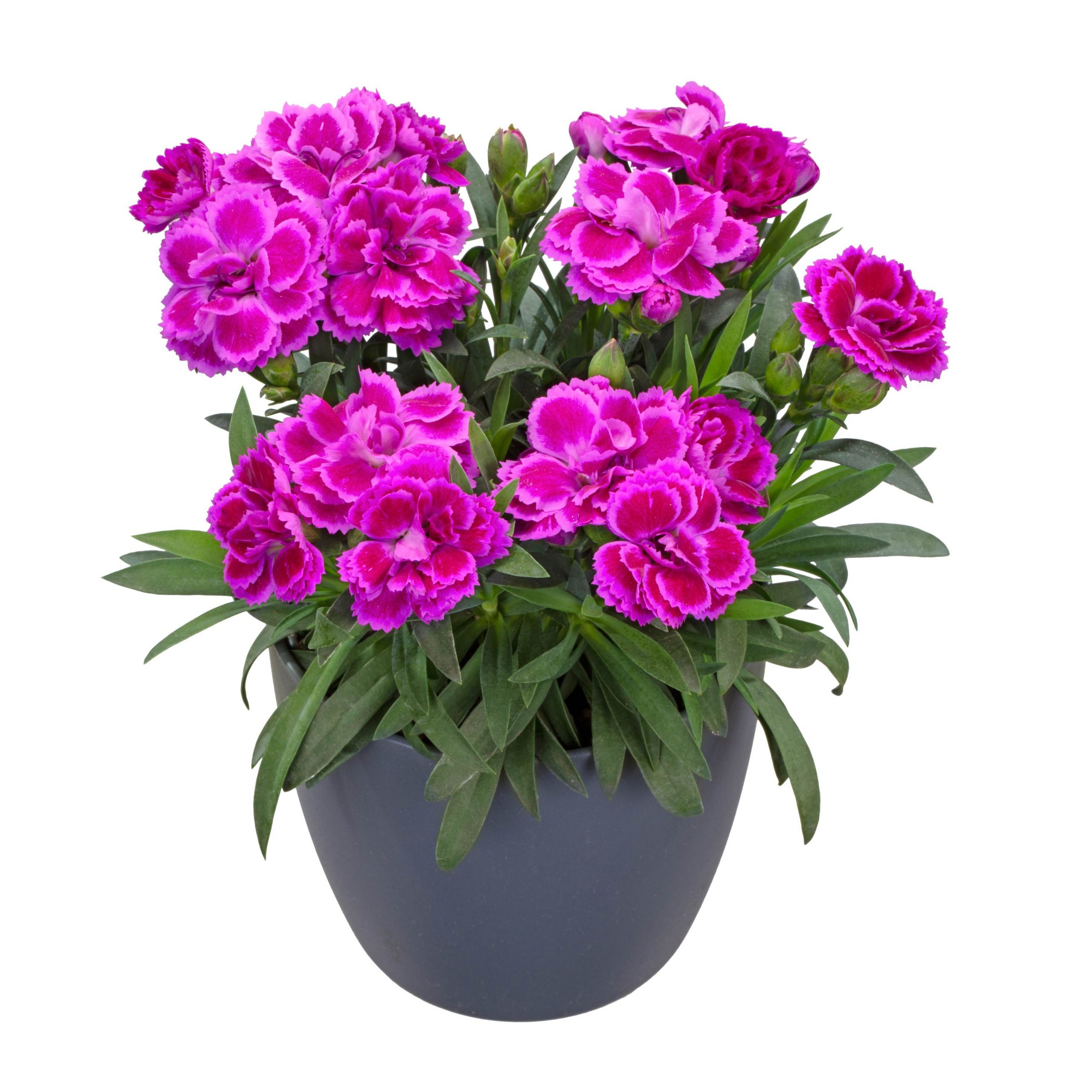 Rory (selection) - MuraraPlants MuraraPlants